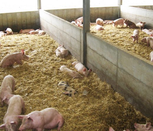 Cahier des charges Porc Delice - Label Rouge - Viande de qualité